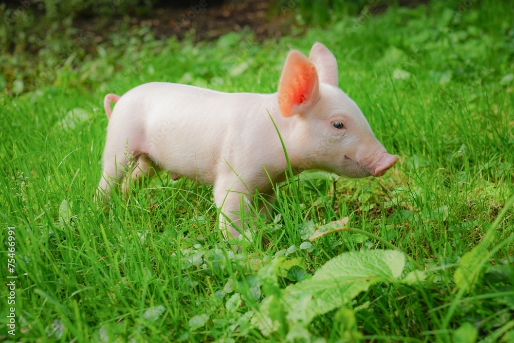 Idyllisch: Süsses, junges Ferkel läuft im langen Gras Stock-Foto ...