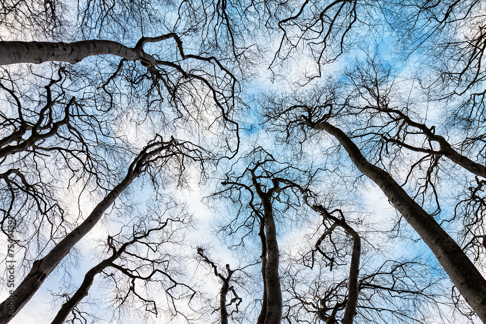 Kahle Bäume Stock Photo | Adobe Stock