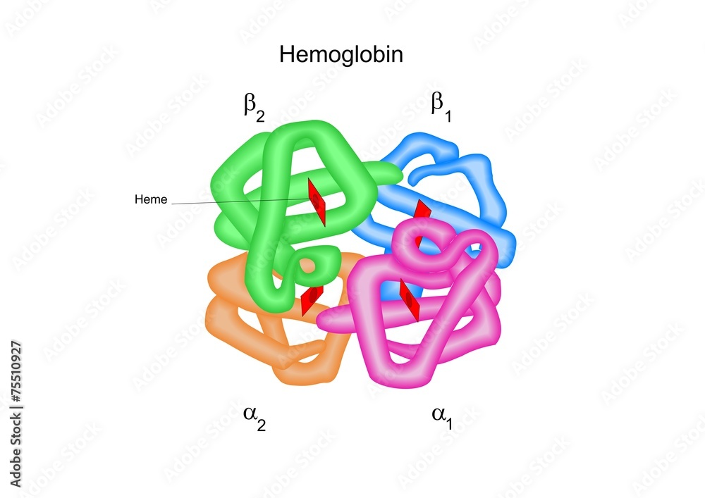 Illustrazione Stock molecola di emoglobina con le due catene e gruppi ...