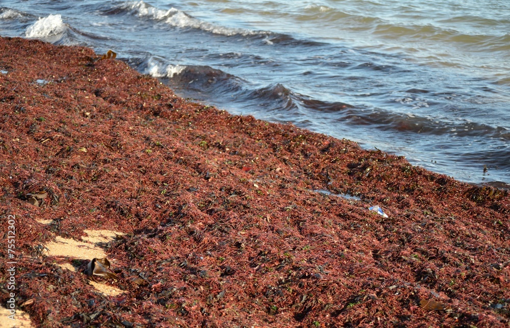 Algues envahissantes sur la plage Stock Photo | Adobe Stock