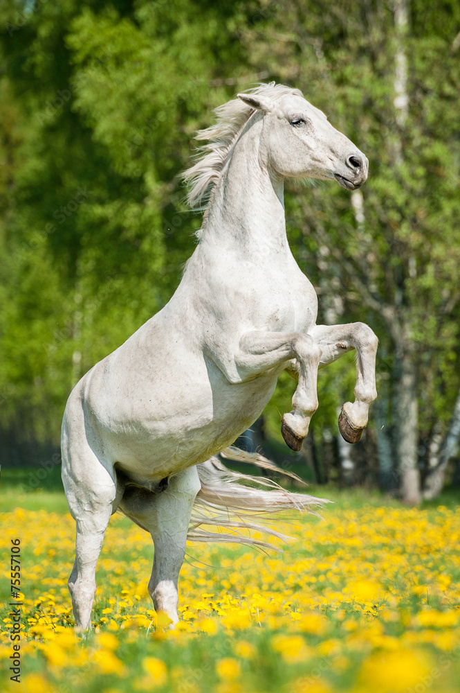 White Stallion Rearing