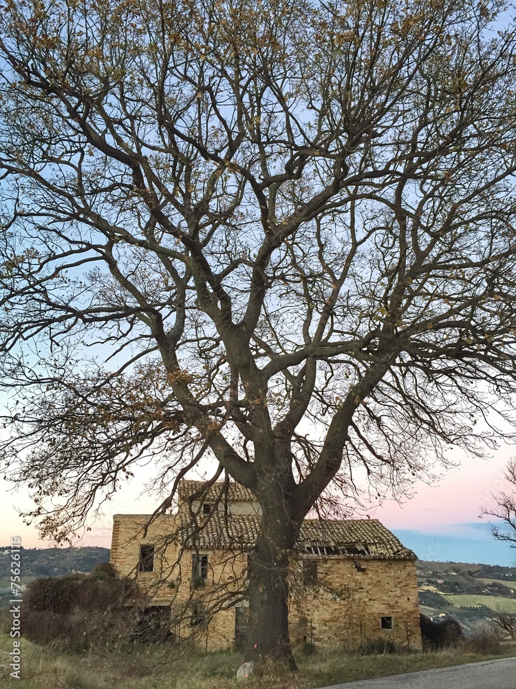 Big oak tree front of a country house Photos | Adobe Stock