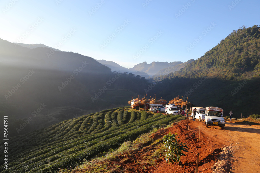 organic tea farm at "Doi Ang Kang", Chiangmai Stock Photo | Adobe Stock
