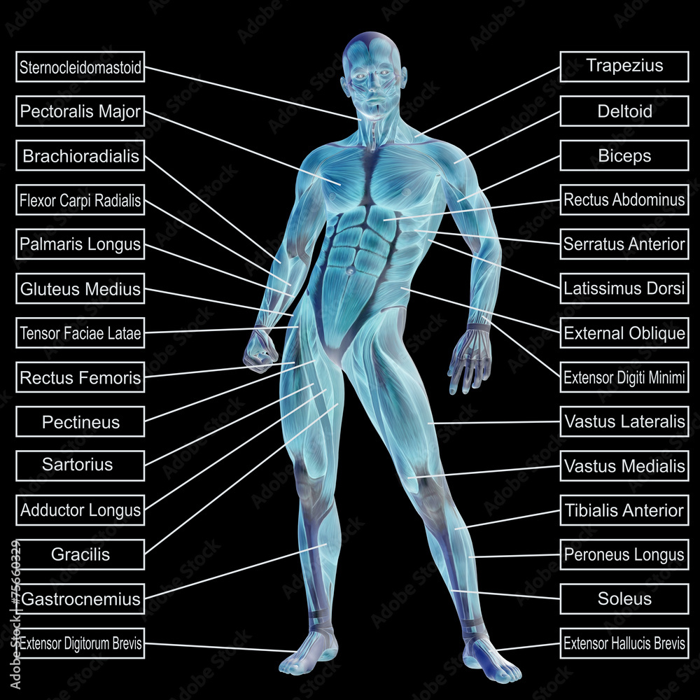 3D human male anatomy with muscles and text Stock Illustration | Adobe ...