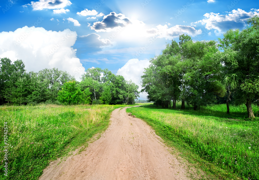 Road and trees Stock Photo | Adobe Stock