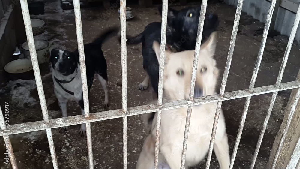 Stray dogs in the shelter in Ukraine Stock Video | Adobe Stock