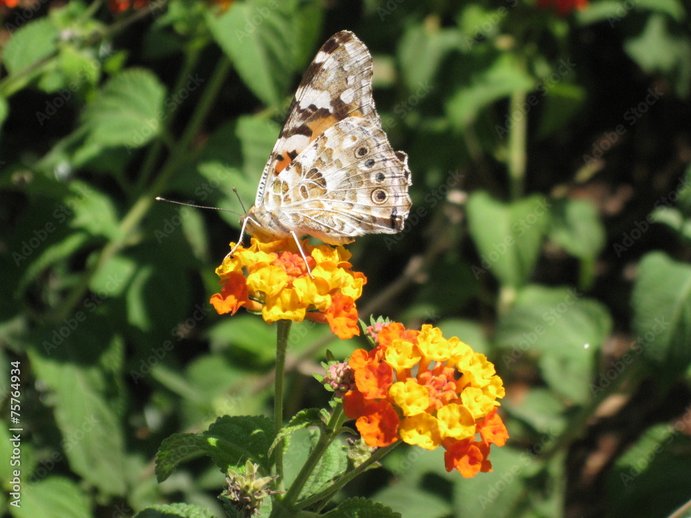 Foto Stock farfalla su fiore | Adobe Stock