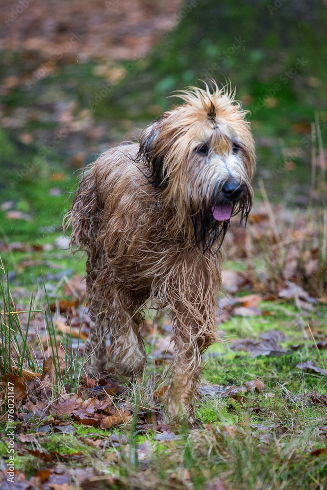 Briard Dog