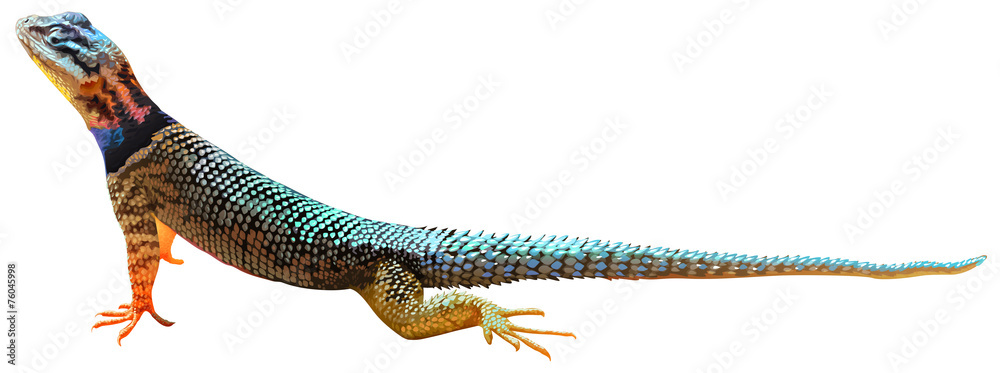 A lizard Stock Vector | Adobe Stock