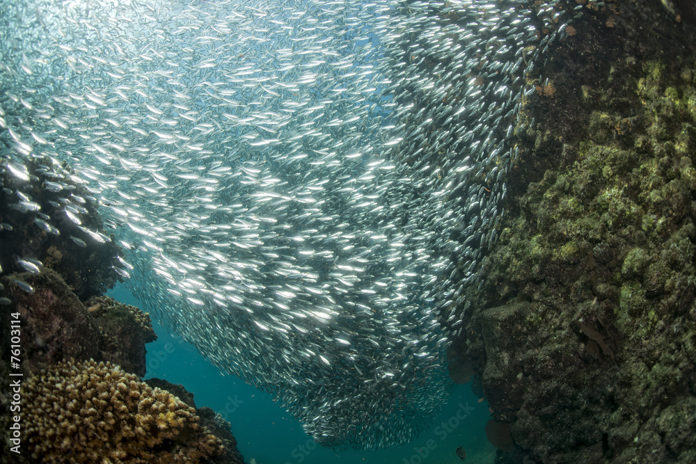 Entering Inside a school of fish underwater Stock Photo | Adobe Stock