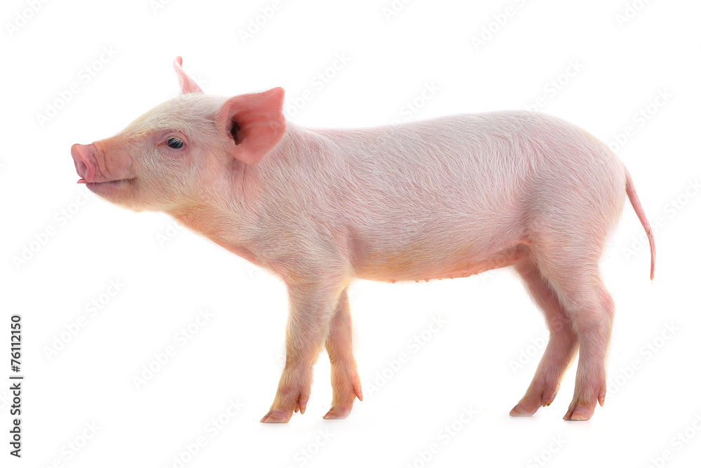 pig Stock Photo | Adobe Stock