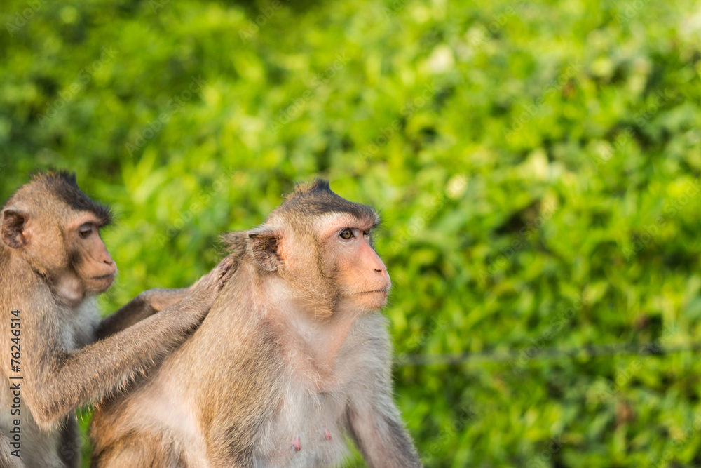 monkey Stock Photo | Adobe Stock