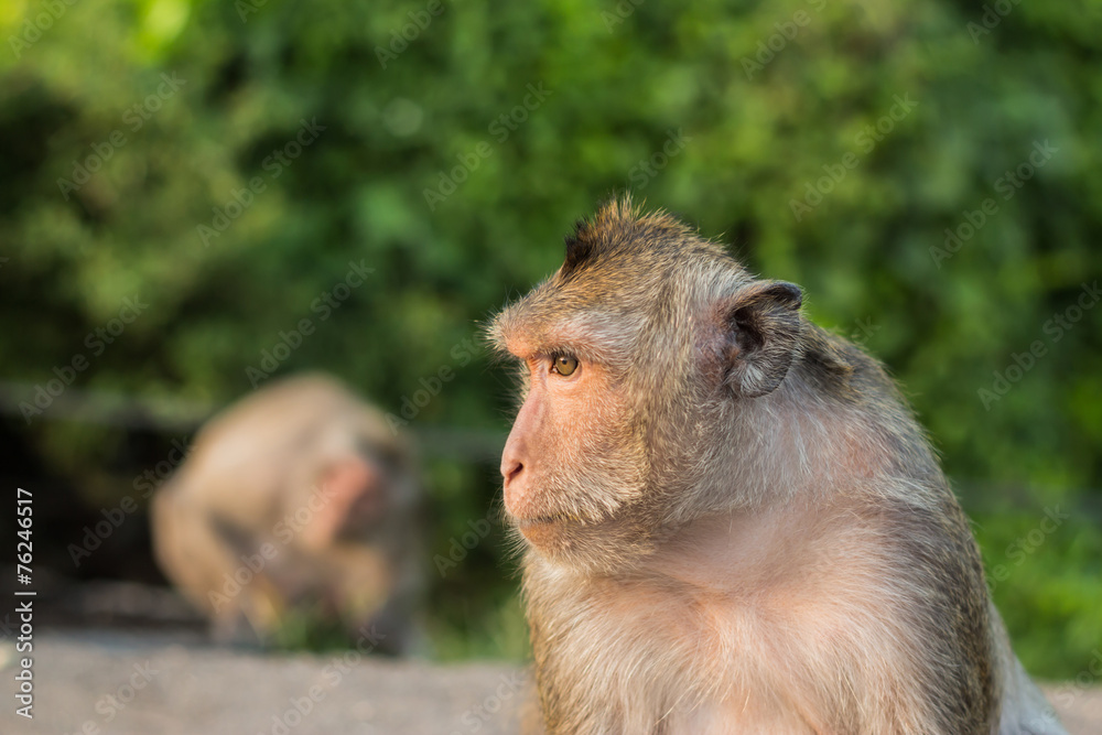 monkey Stock Photo | Adobe Stock