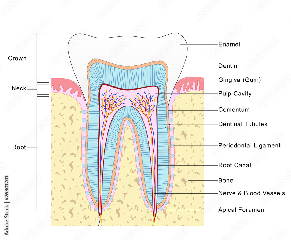 Anatomy of Tooth Stock Illustration | Adobe Stock