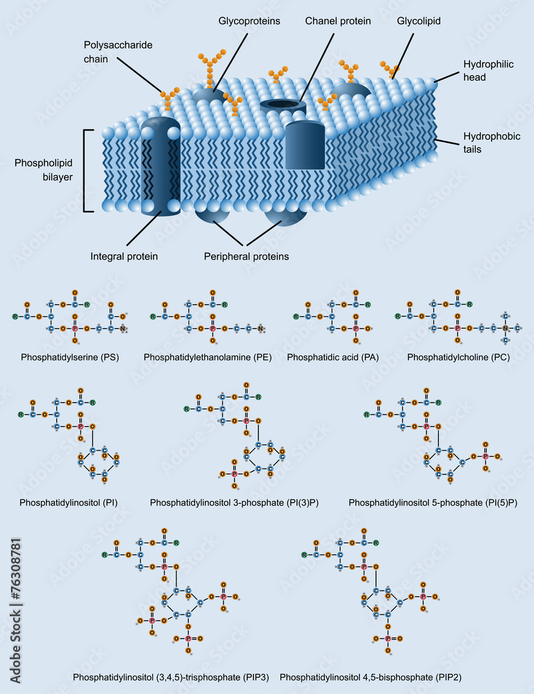 membrane structure Stock Vector | Adobe Stock