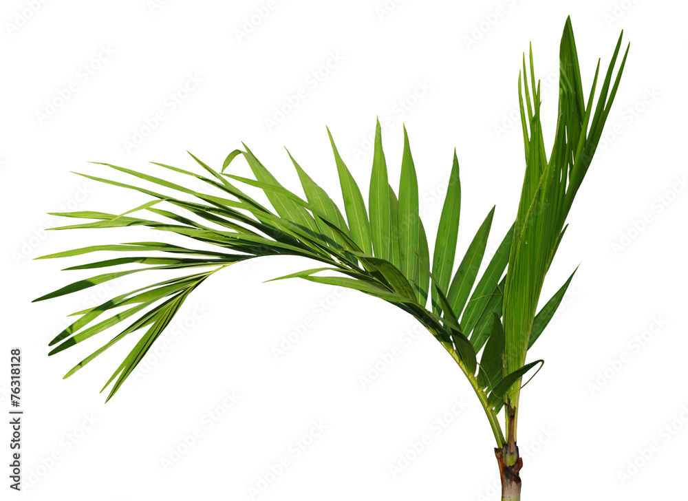 Areca catechu Tree Stock Photo | Adobe Stock