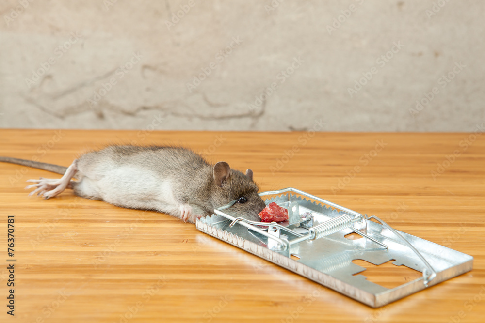 Rat caught by rat-trap on floor Stock Photo | Adobe Stock