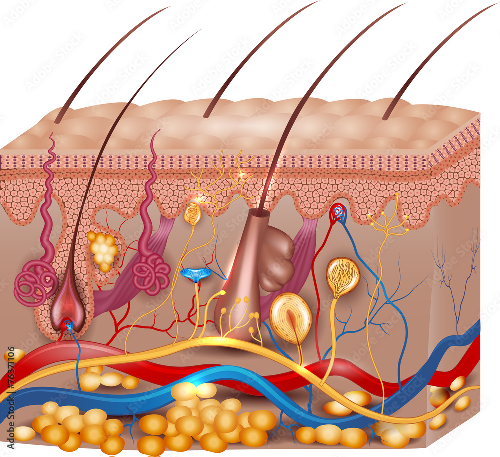 Skin anatomy. Detailed medical illustration, beautiful bright co Stock ...