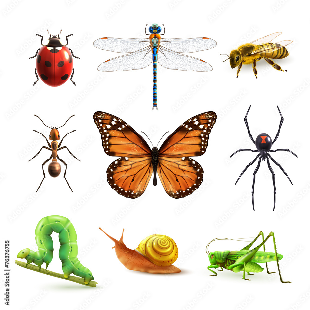 Insects realistic set Stock Vector | Adobe Stock