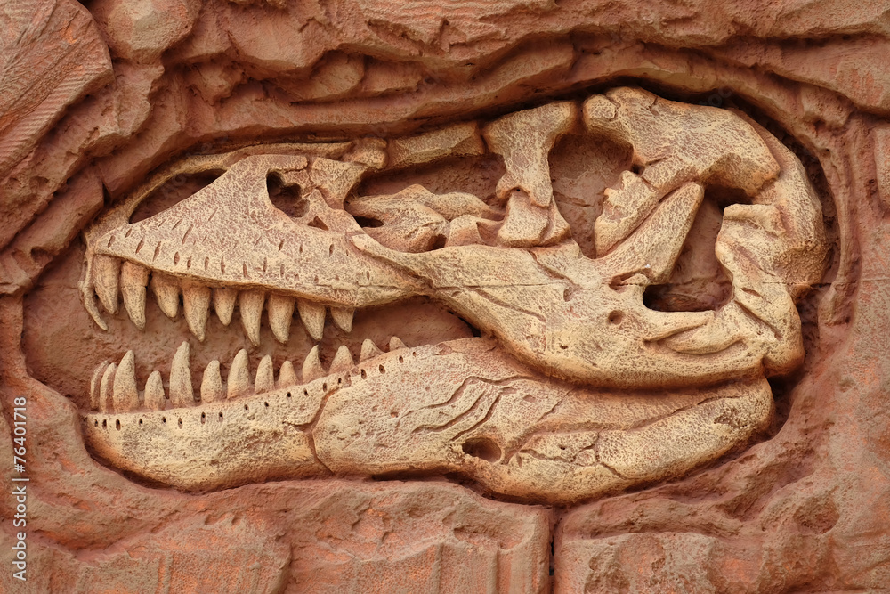 dinosaur head fossil, T-rex head fossil Stock Photo | Adobe Stock