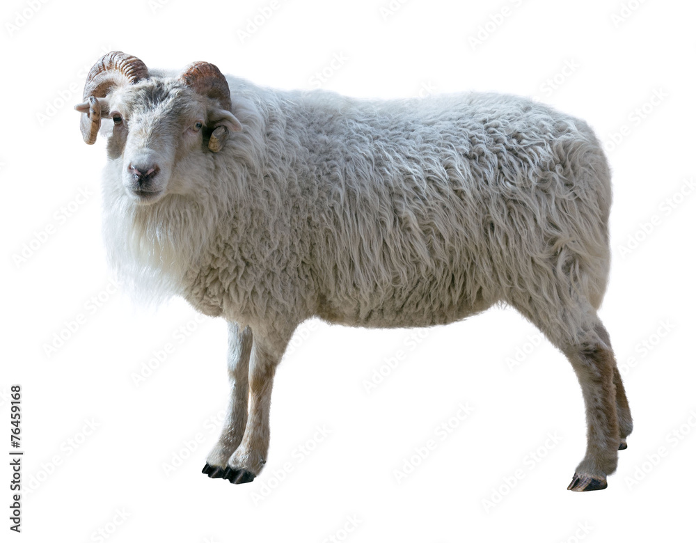 Sheep with thick hair and twisted horns looks in the picture. Stock ...
