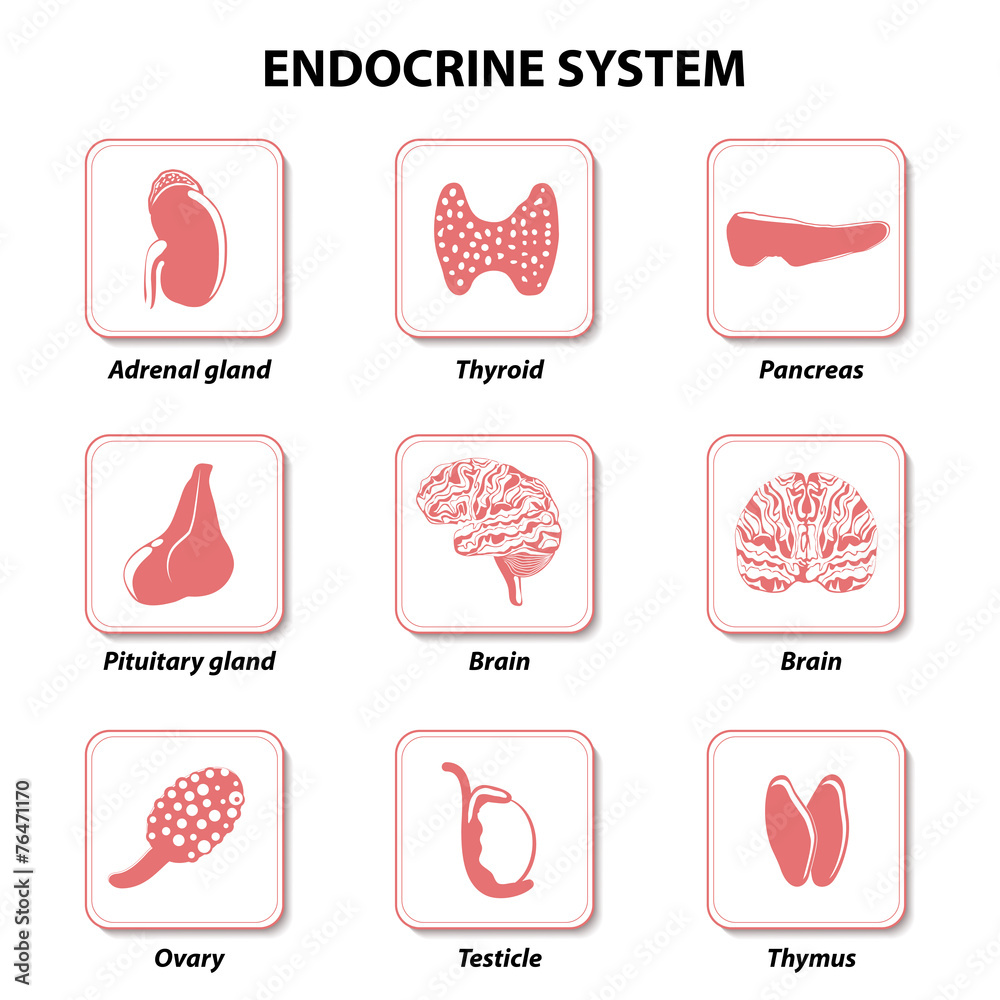 Endocrine system. Set icons Stock Vector | Adobe Stock