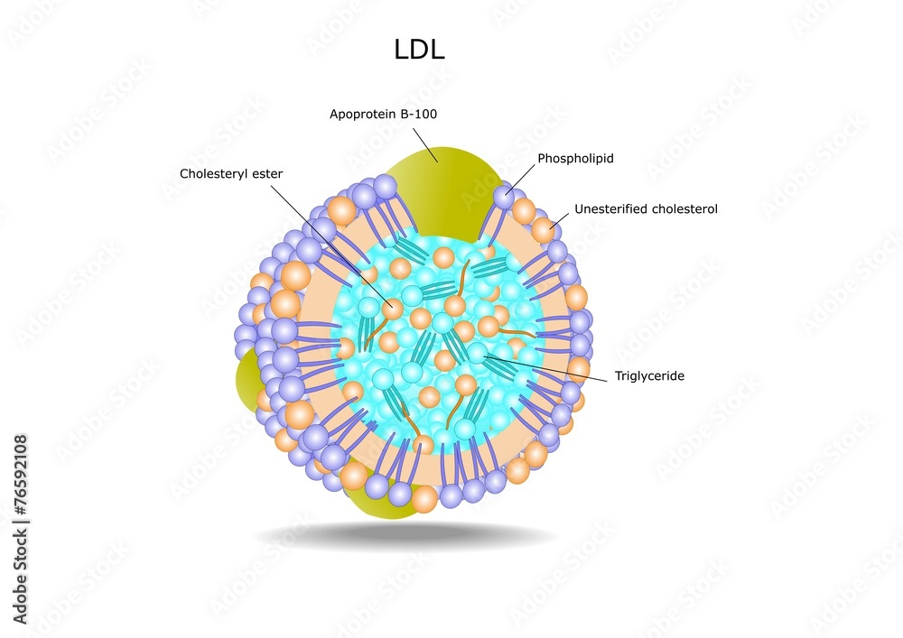 struttura di una lipoproteina, la LDL Stock Vector | Adobe Stock
