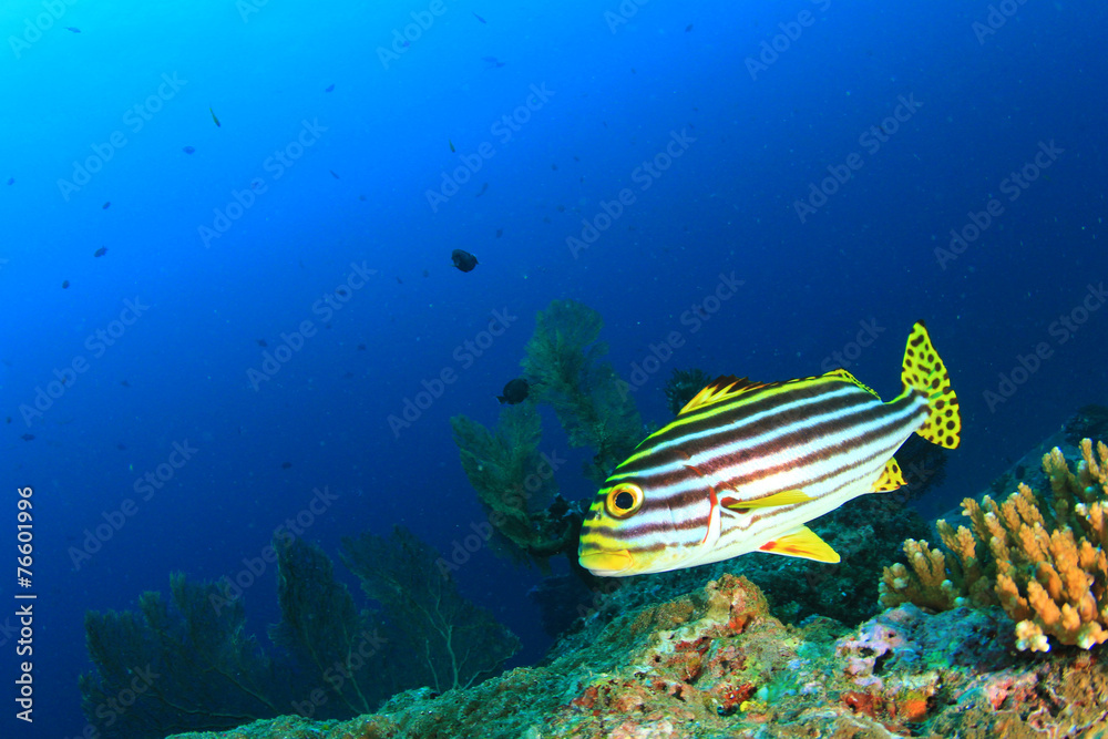 Poster Oriental Sweetlips fish – Wall Art | UkPosters
