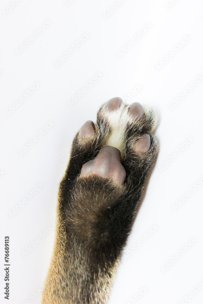 Cat arm raised paw isolated Stock Photo | Adobe Stock