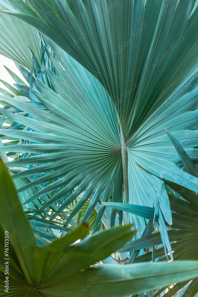 Palm leaves Stock Photo | Adobe Stock