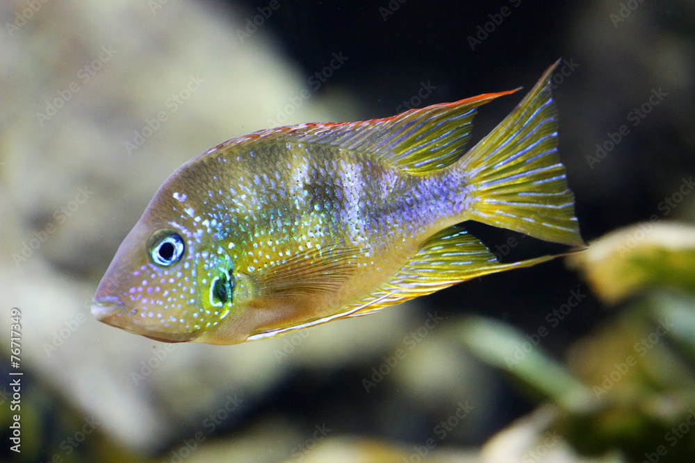 Goldbuntbarsch Stock-Foto | Adobe Stock