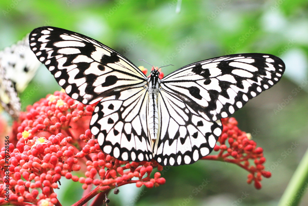 Large Tree Nymphs butterfly(Paper Kite butterfly,Rice Paper butterfly ...