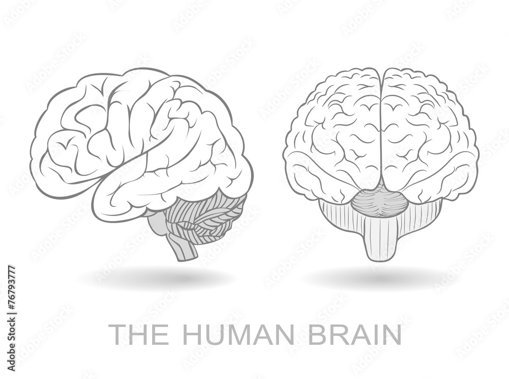 Brain Line Drawing Top