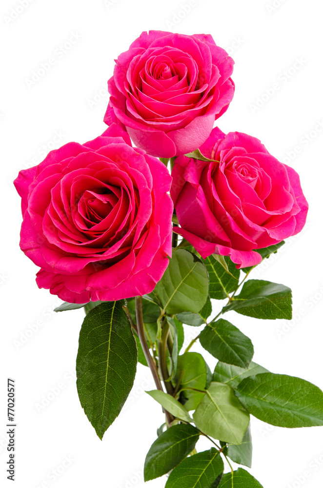 Drei Rosen Stock Photo | Adobe Stock