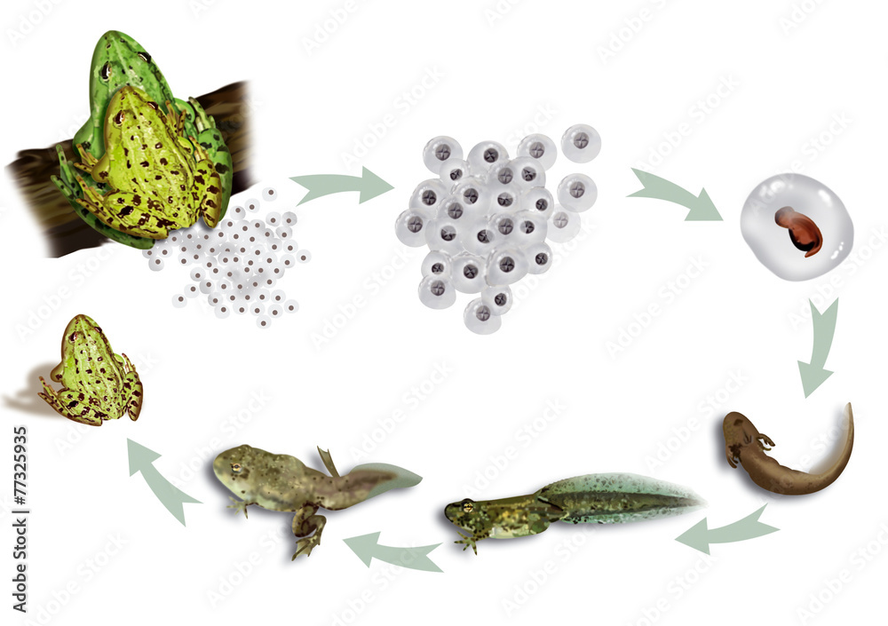 rana reproduccion Stock-Illustration | Adobe Stock