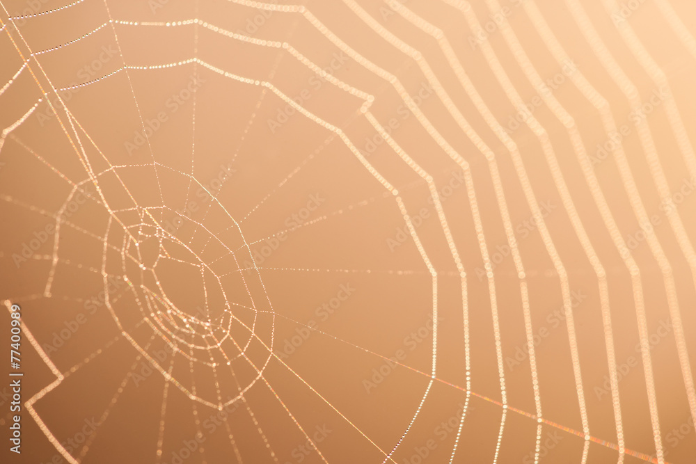 Spinnennetz Stock Photo | Adobe Stock