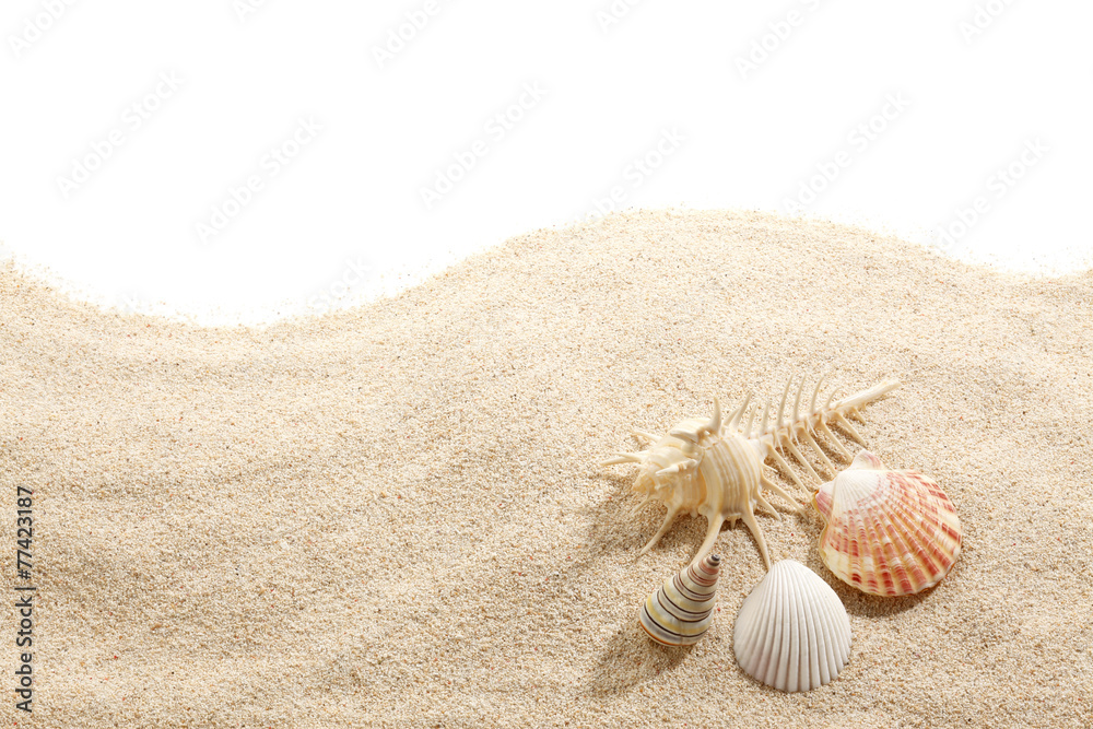 Shells on Beach Sand Stock Photo | Adobe Stock