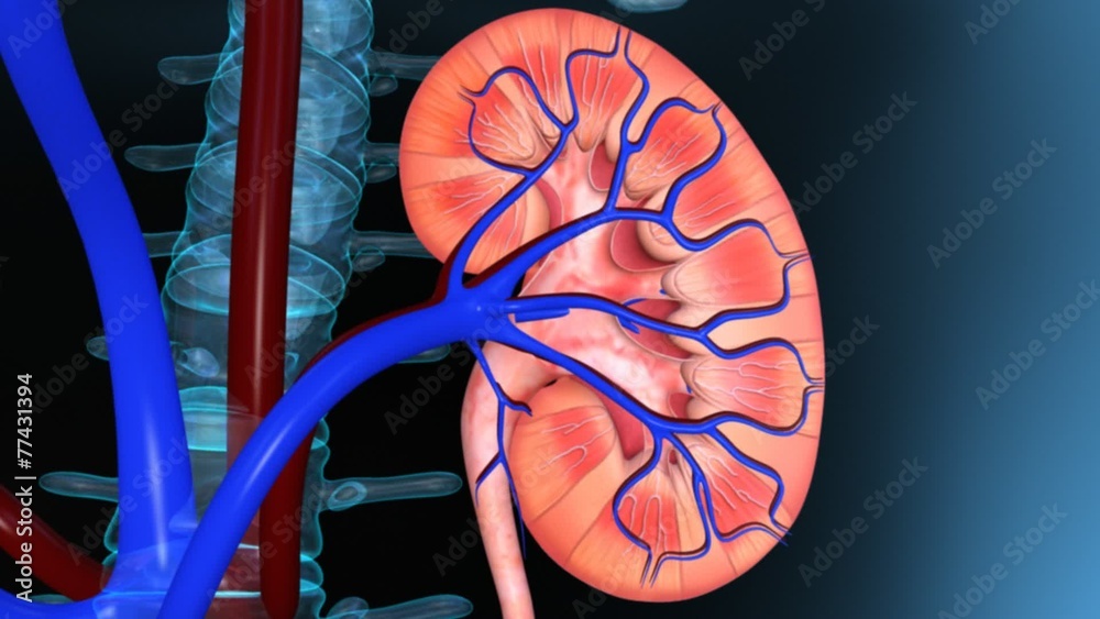 Kidney Excretion Stock Video | Adobe Stock