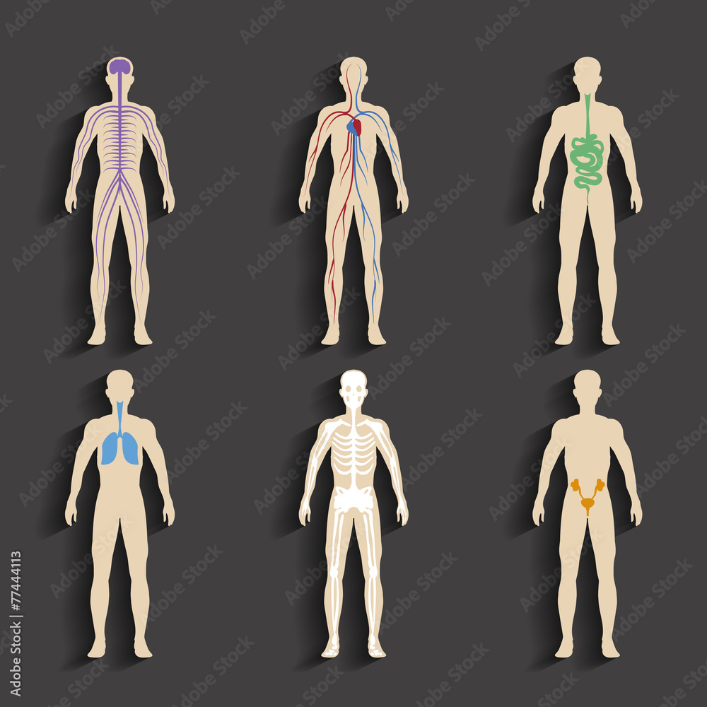 Human organs and body systems Stock Vector | Adobe Stock