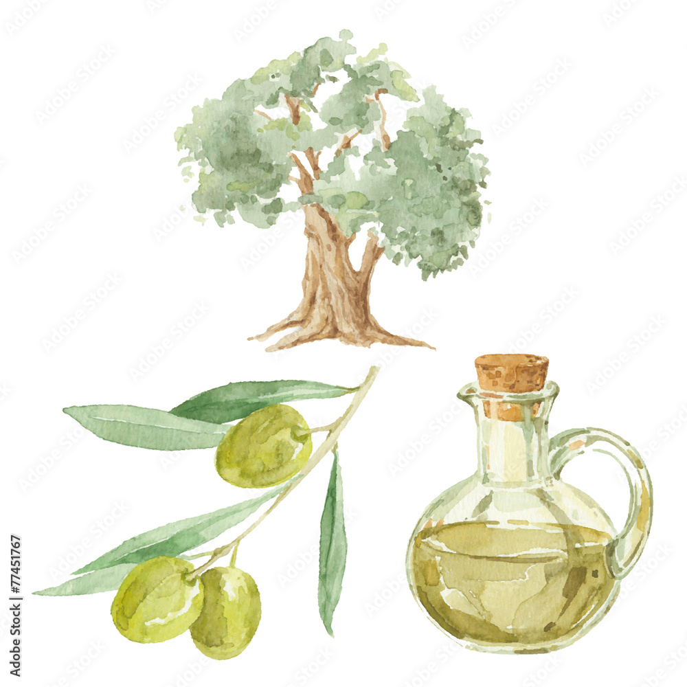 Olive branch, tree and a bottle of olive oil drawing by waterc Stock ...