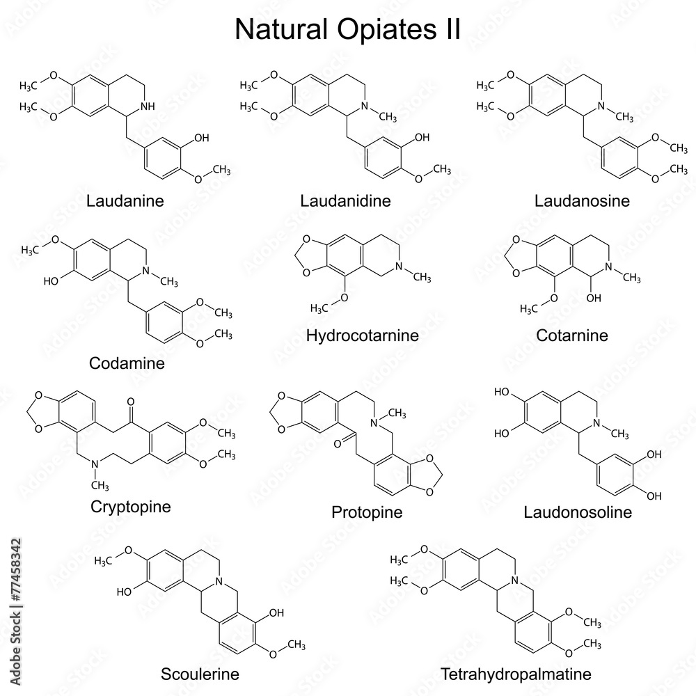 Chemical formulas of main natural opiates Stock Vector | Adobe Stock
