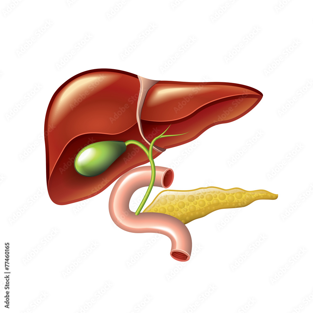 Human liver, gallbladder, pancreas anatomy vector Stock Vector | Adobe ...