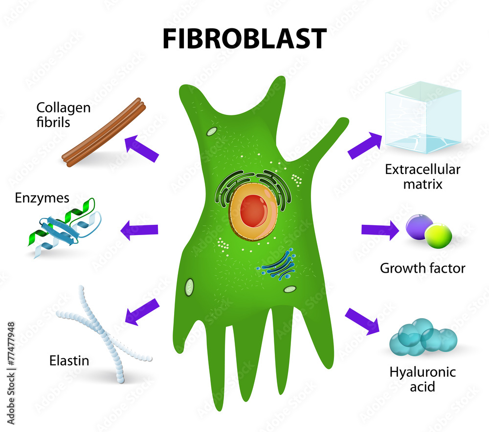 Fibroblast. Structure and function Stock Vector | Adobe Stock