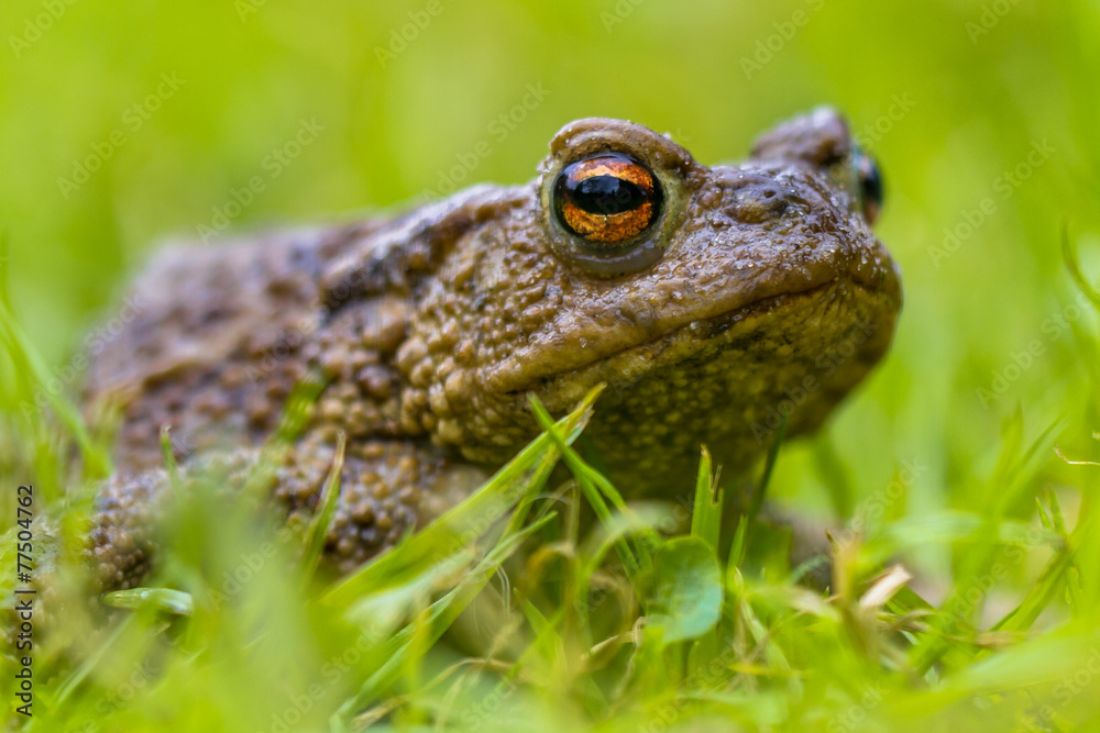 Portrait of a Common toad Stock Photo | Adobe Stock