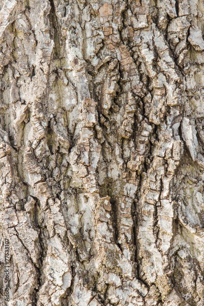 Baumrinde - Closeup Stock-Foto | Adobe Stock