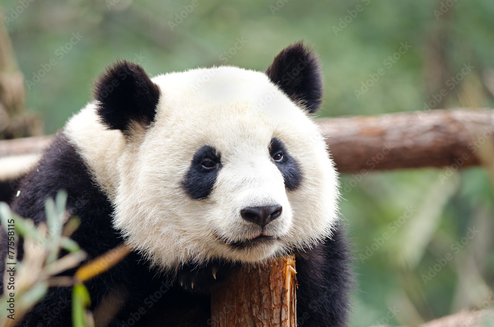 Giant Panda - Sad, Tired, Bored looking Pose. Chengdu, China Stock ...