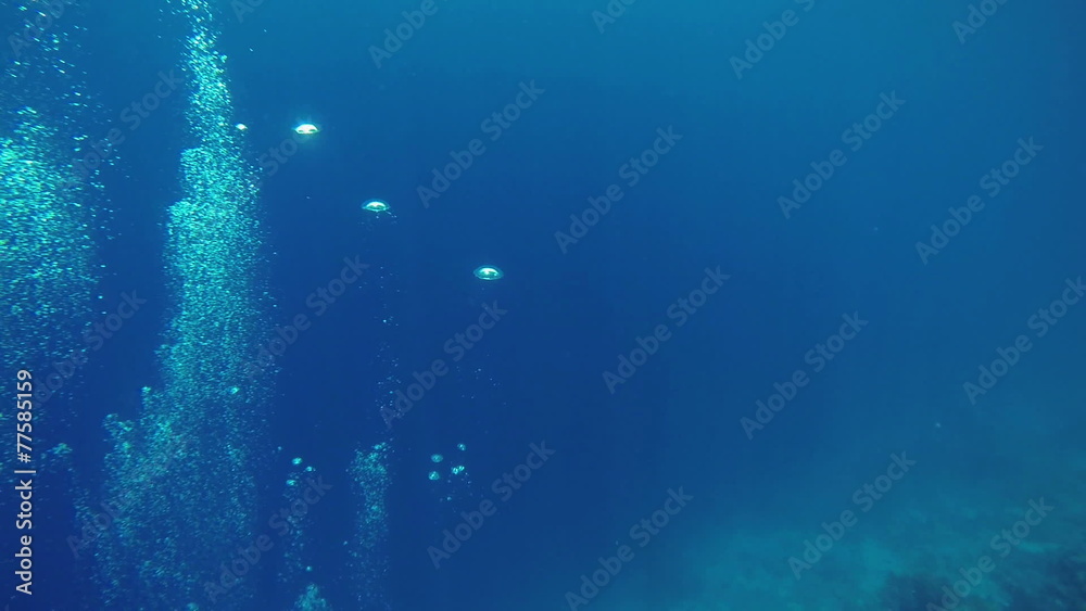 Sea and water life, people having fun, sea creatures with corals ...