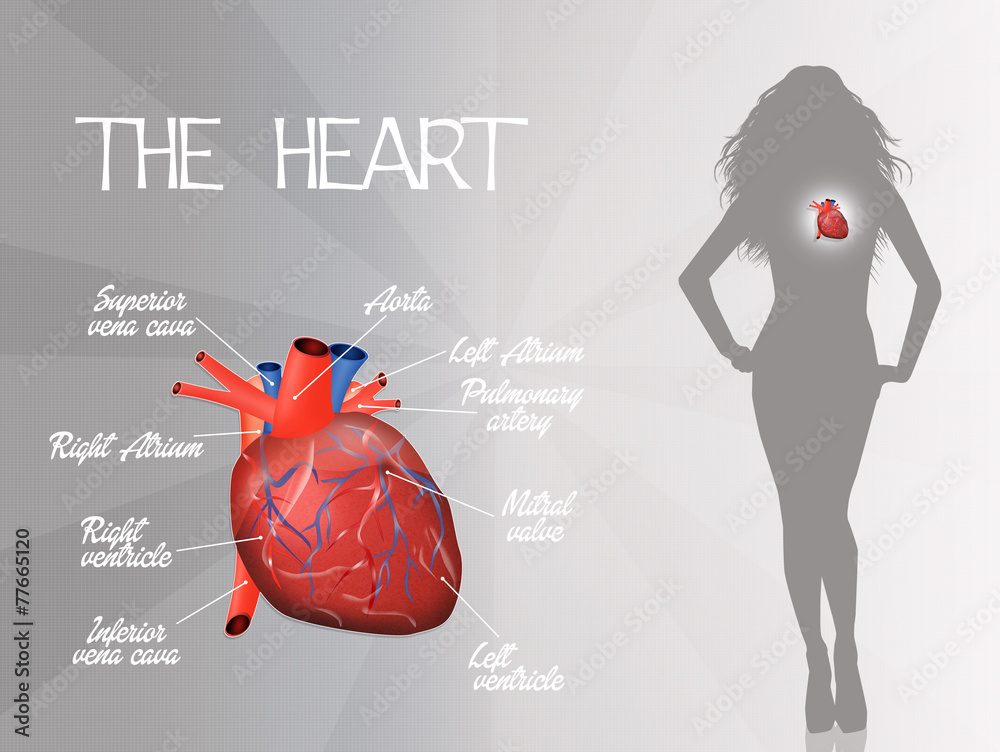 Anatomy of the human heart Stock Illustration | Adobe Stock