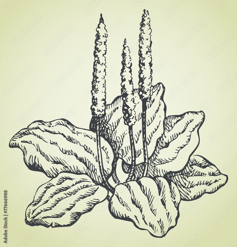 Vector line drawing of plantain Stock Vector | Adobe Stock