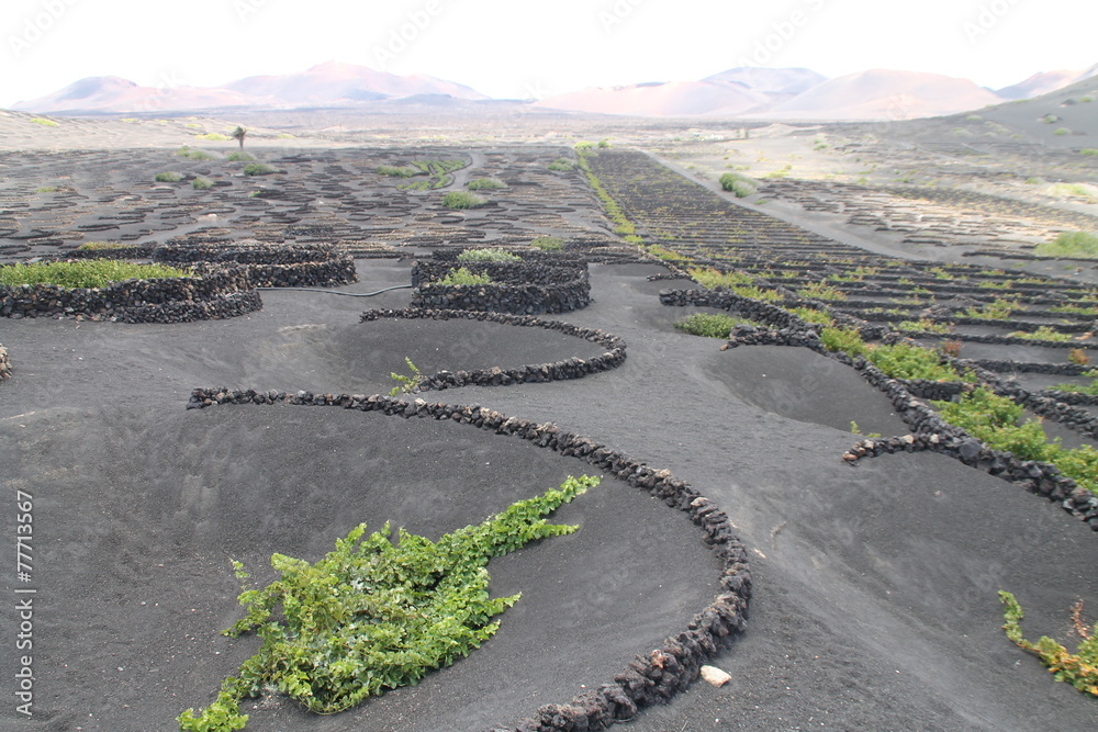 Agricultura volcánica foto de Stock | Adobe Stock